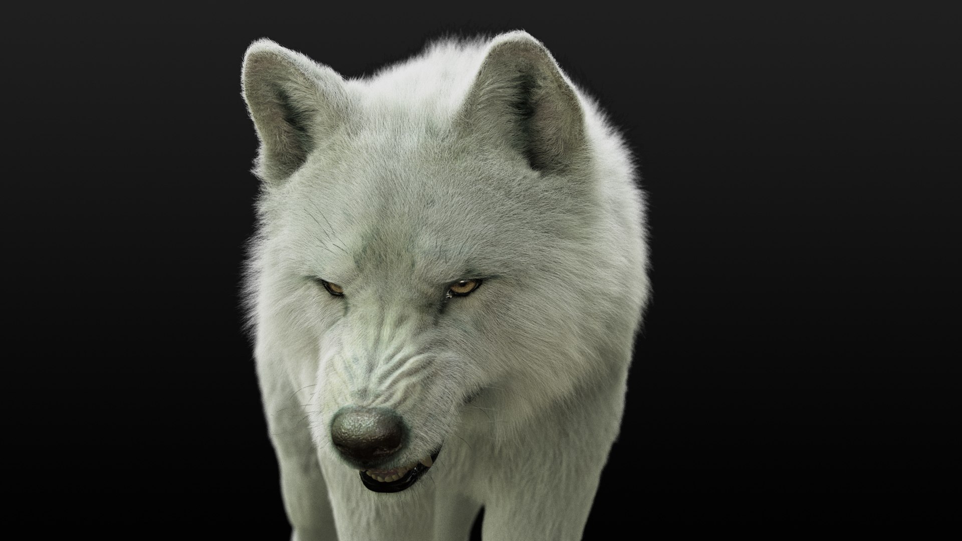 Arctic Wolf Xgen Rigged 3D Model - TurboSquid 1548914