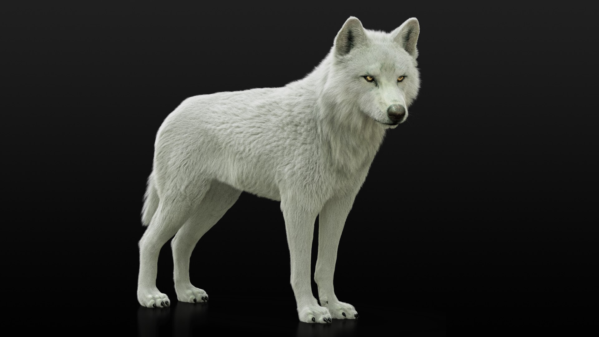 Arctic Wolf Xgen Rigged 3D Model - TurboSquid 1548914