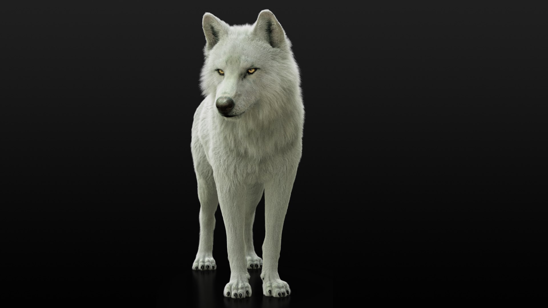 Arctic Wolf Xgen Rigged 3D Model - TurboSquid 1548914