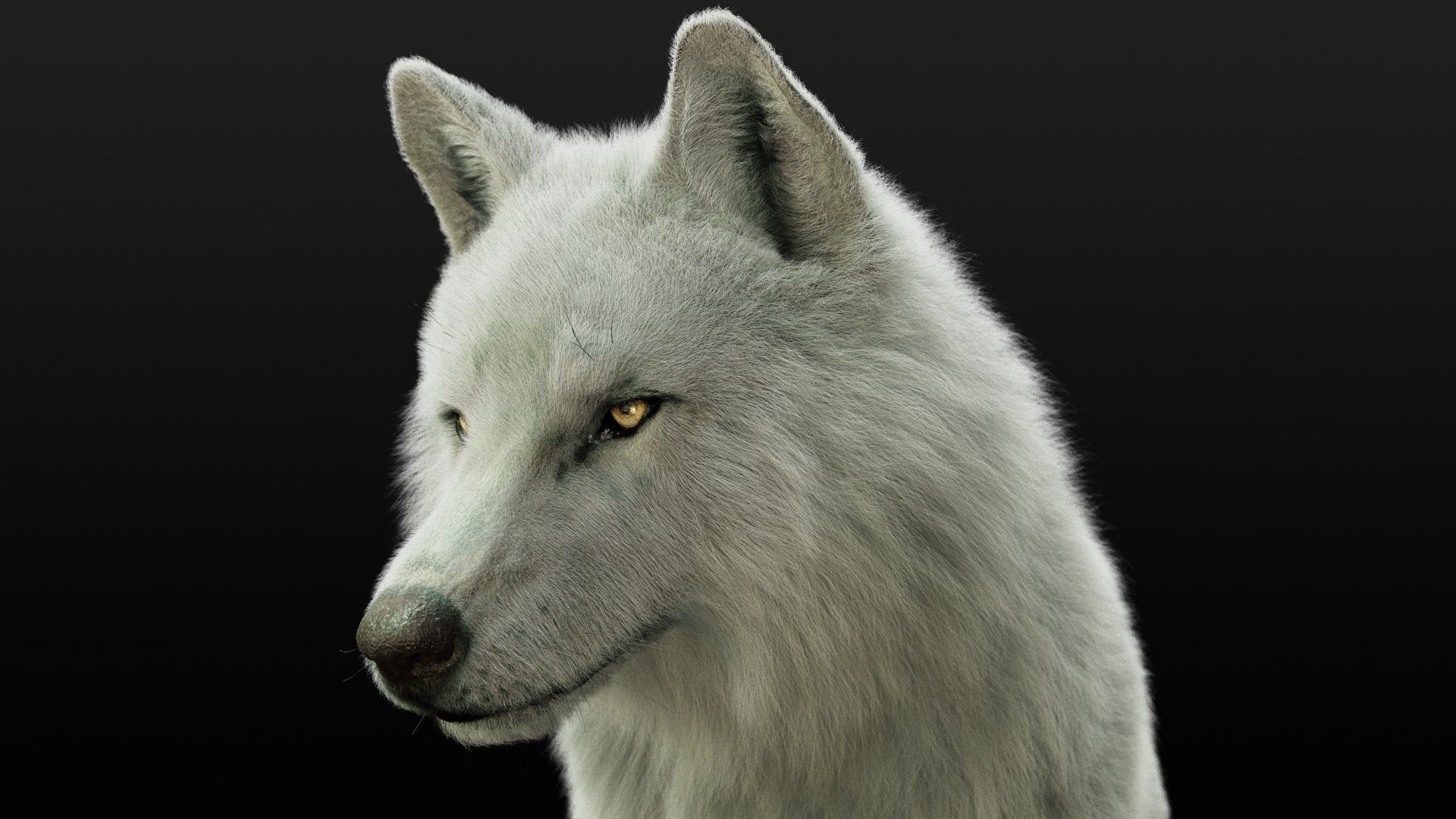 Arctic Wolf Xgen Rigged 3D Model - TurboSquid 1548914