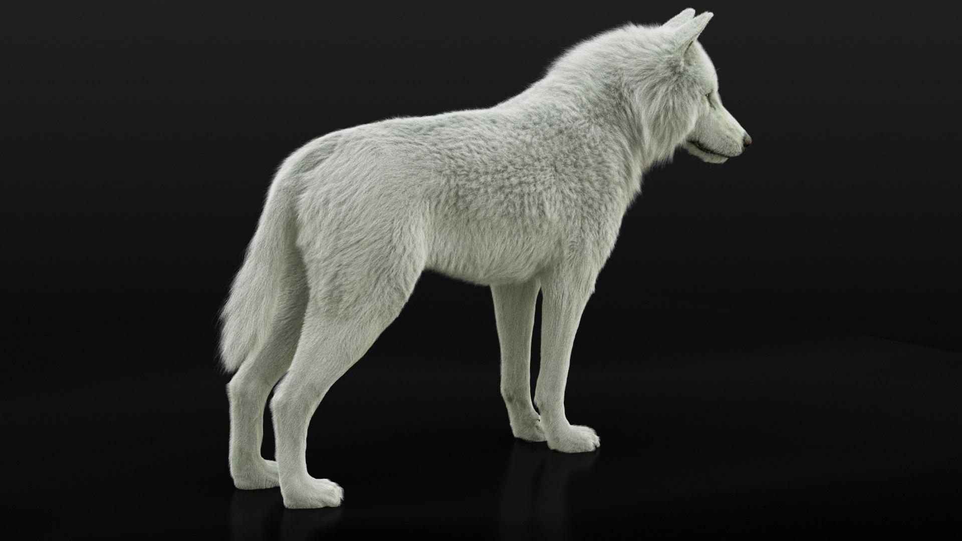 Arctic Wolf Xgen Rigged 3D Model - TurboSquid 1548914