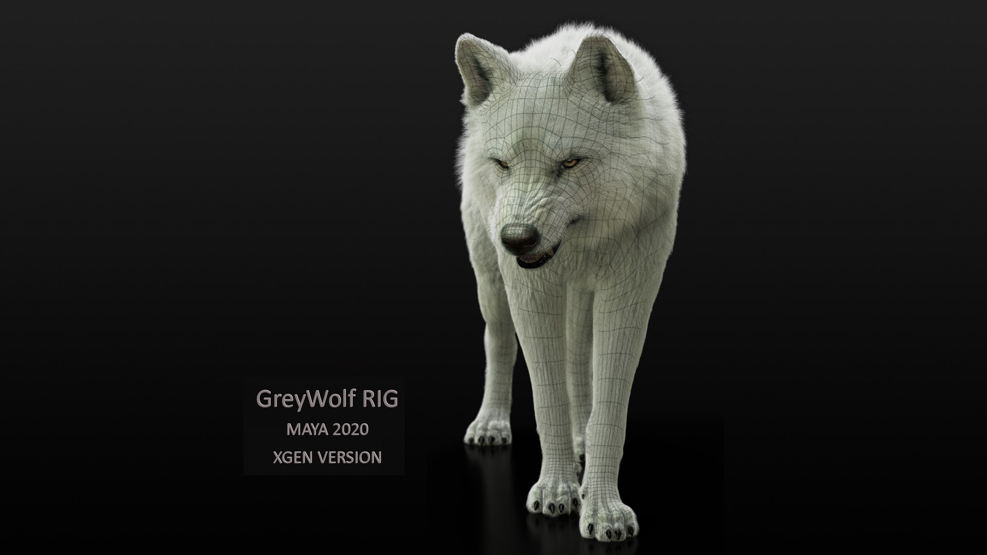 Arctic Wolf Xgen Rigged 3D Model - TurboSquid 1548914