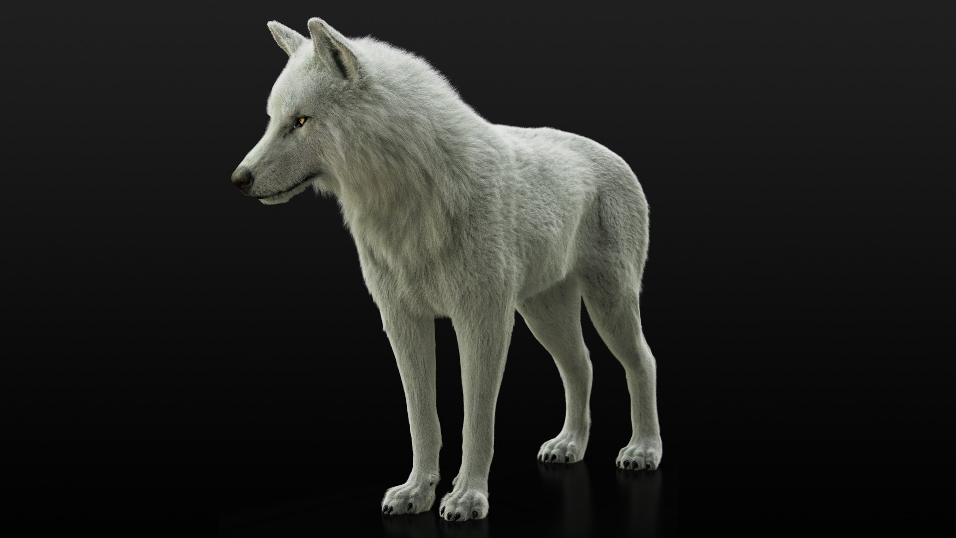 Arctic Wolf Xgen Rigged 3D Model - TurboSquid 1548914