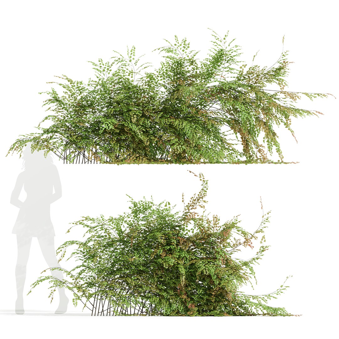 3D Model New Plant Adiantum Capillus Veneris Fern Wall Grow Bottom02 ...