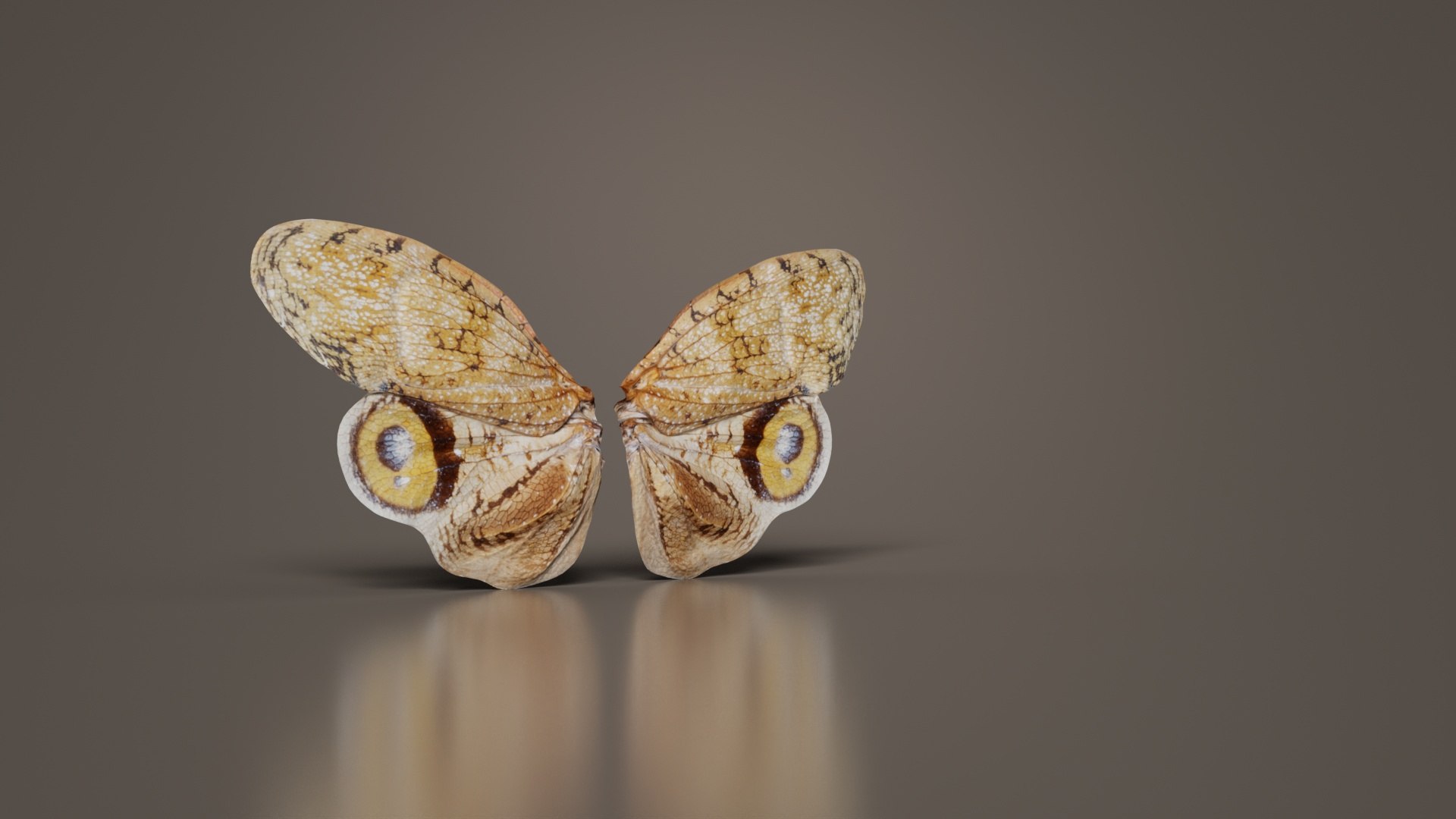 Owlet Moth Noctuoidea Remastered 3D Model - TurboSquid 2359880