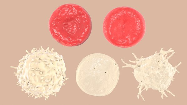 Blood Cells 3D - TurboSquid 1784448