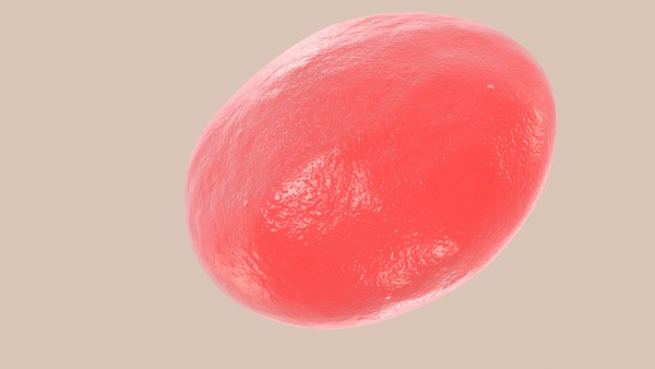 Blood Cells 3D - TurboSquid 1784448