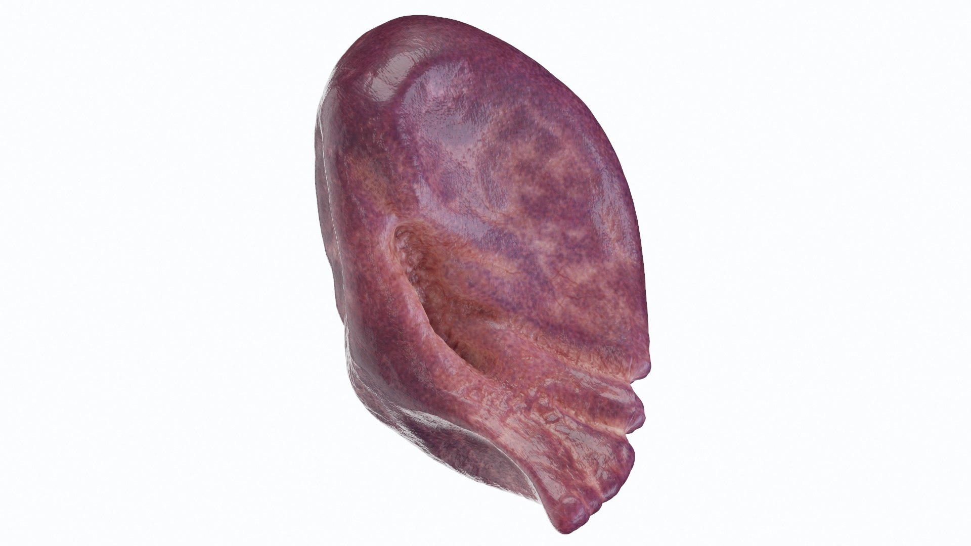 Human Spleen 3D Model - TurboSquid 2195891
