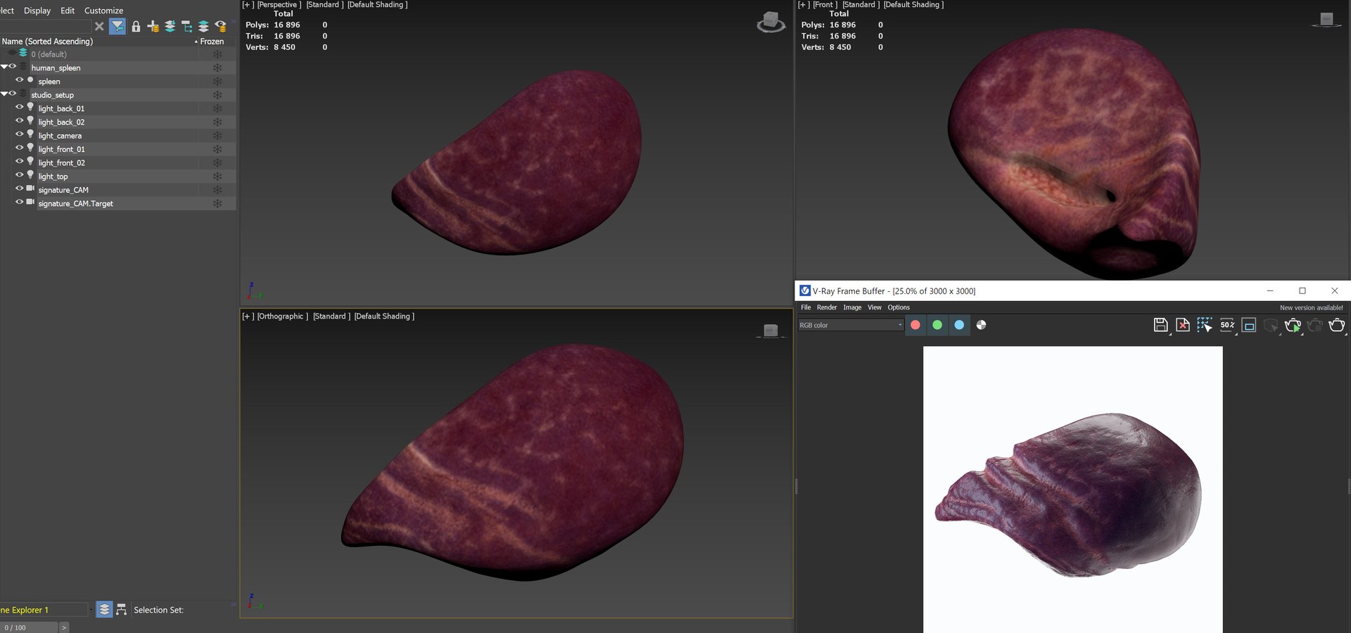 Human Spleen 3D Model - TurboSquid 2195891