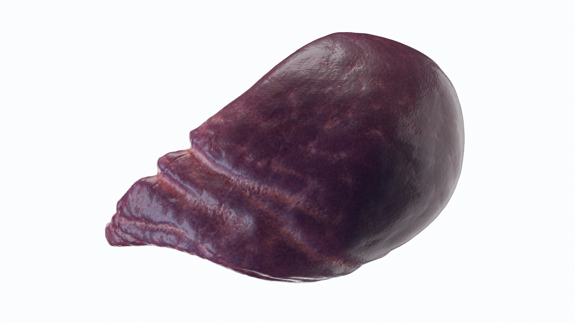 Human Spleen 3D Model - TurboSquid 2195891