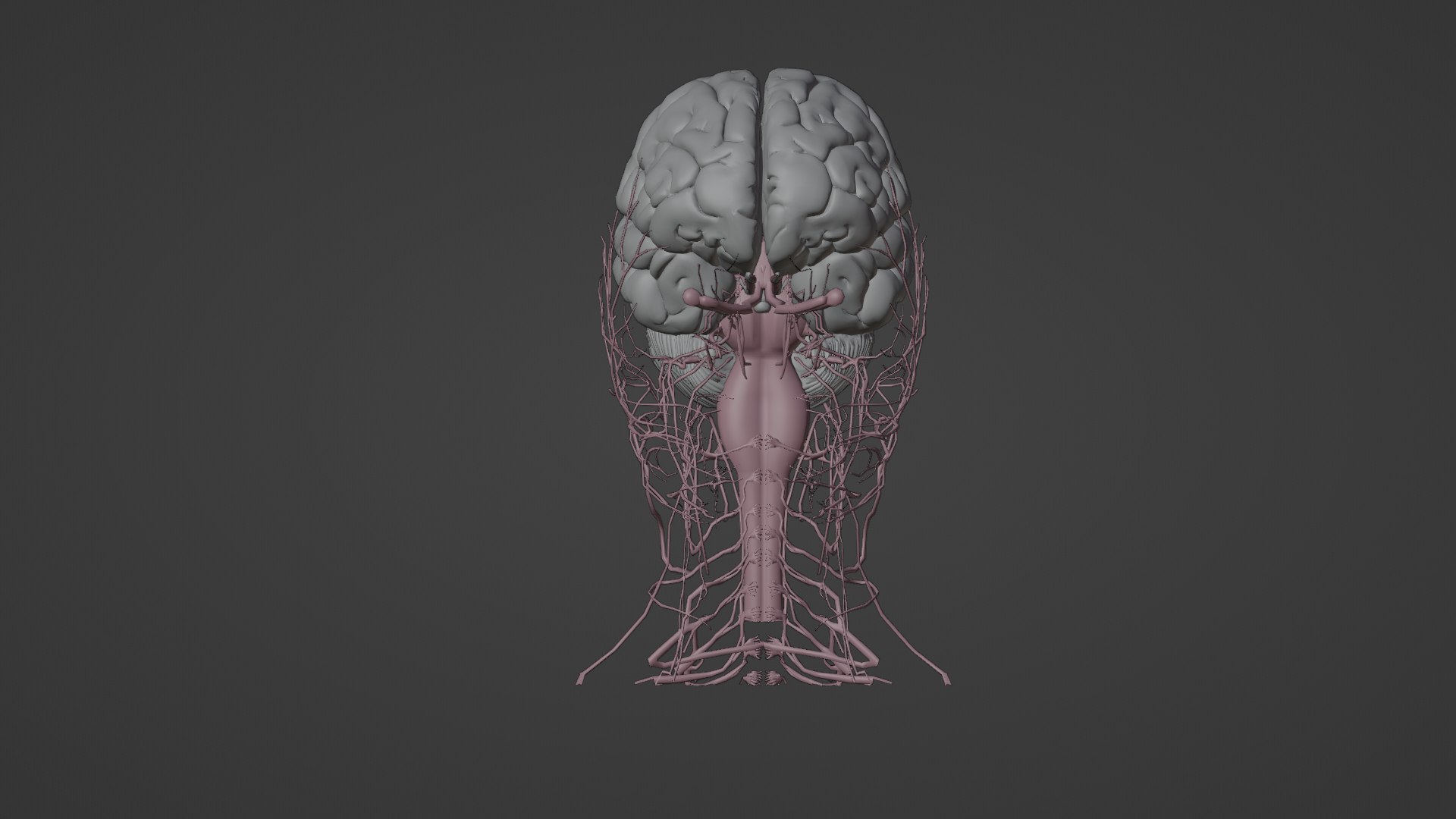 3D Brain And Nerves Model - TurboSquid 2079336