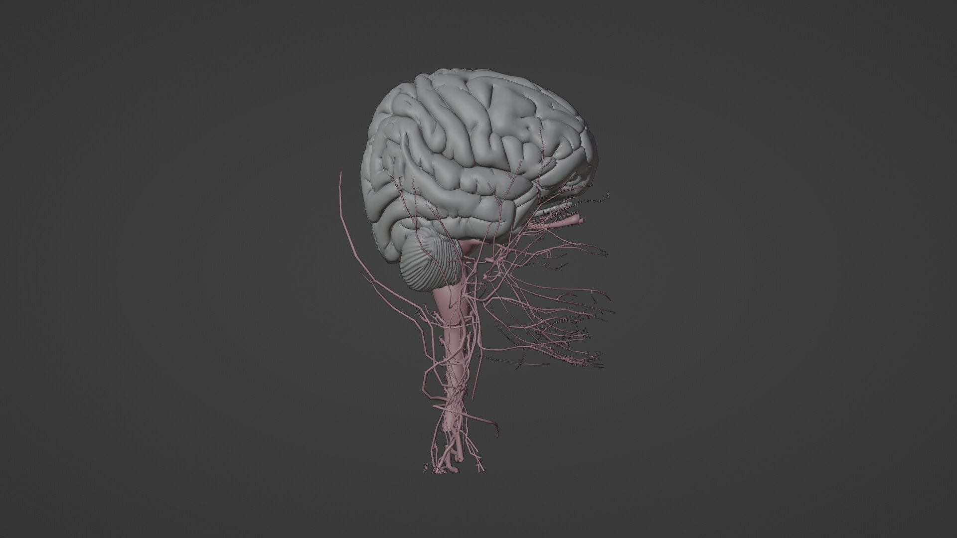 3D 3D Model of Brain and Nerves model - TurboSquid 2079336