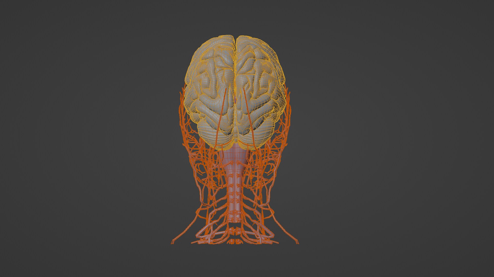 3D Brain And Nerves Model - TurboSquid 2079336
