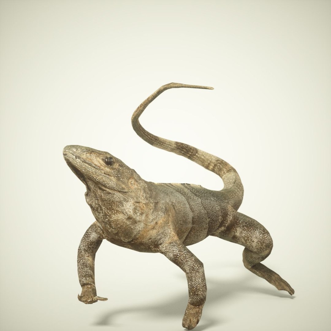 Animal digital photogrammetry 3D model - TurboSquid 1162965