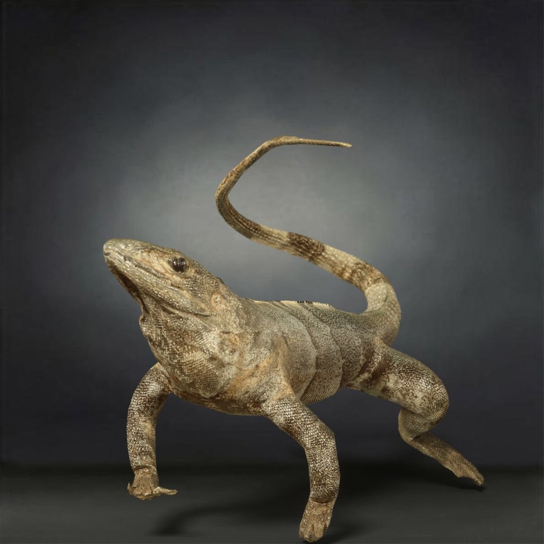 Animal Digital Photogrammetry 3D Model - TurboSquid 1162965