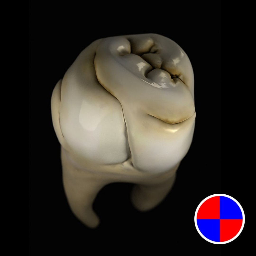 3d Model Maxillary Molar