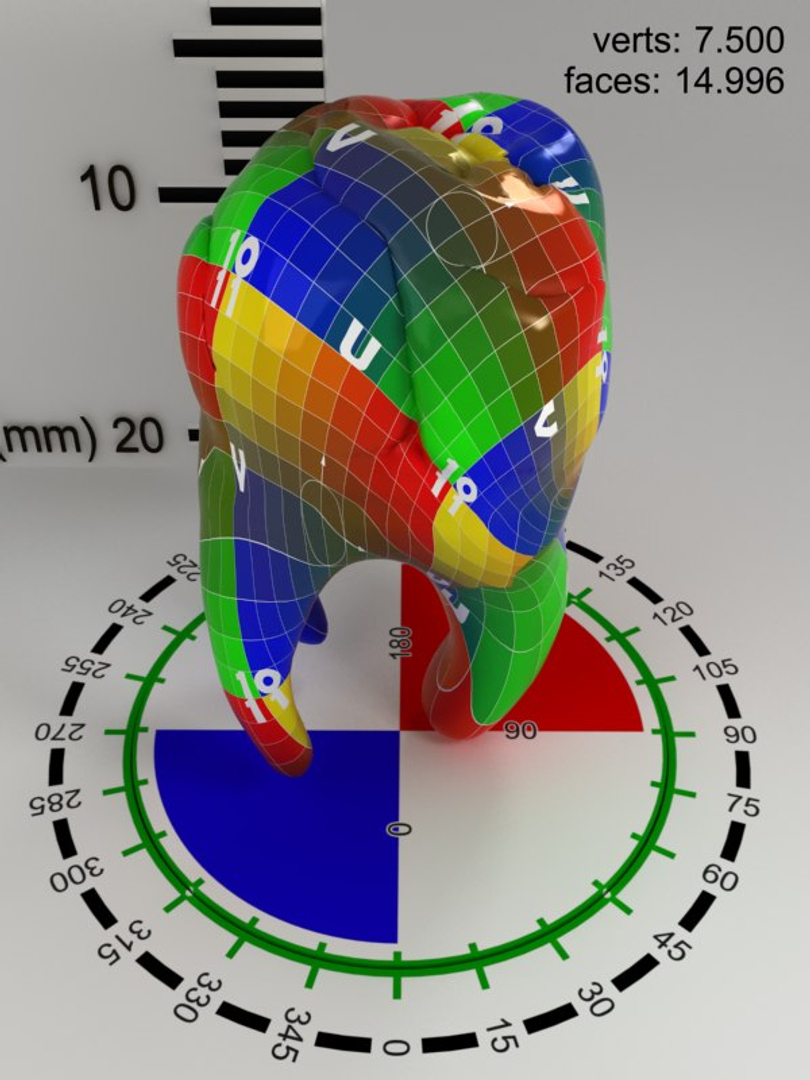 3d Model Maxillary Molar