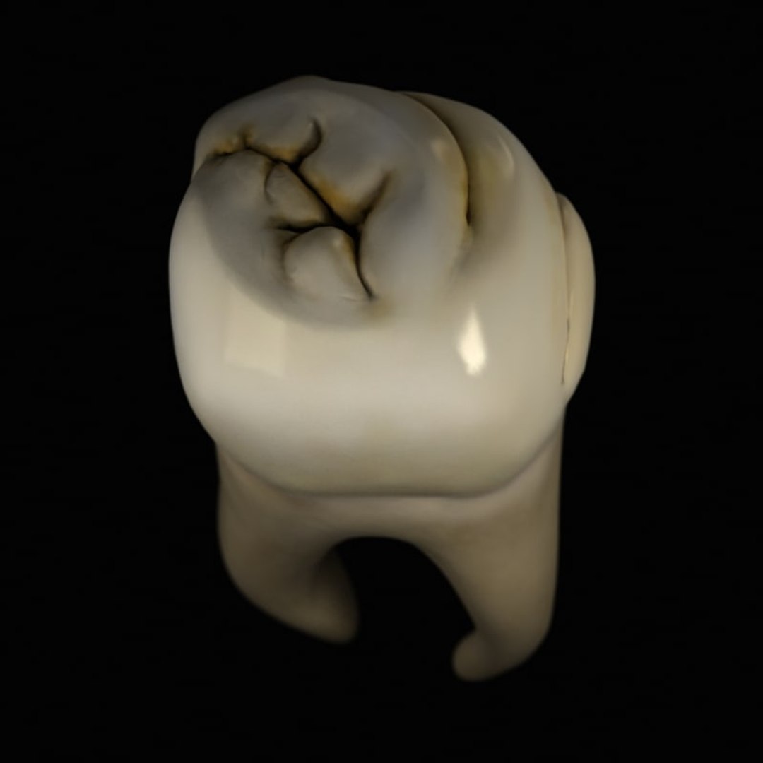 3d Model Maxillary Molar