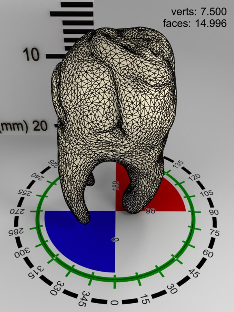 3d Model Maxillary Molar