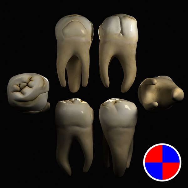 3D Maxillary Models | TurboSquid