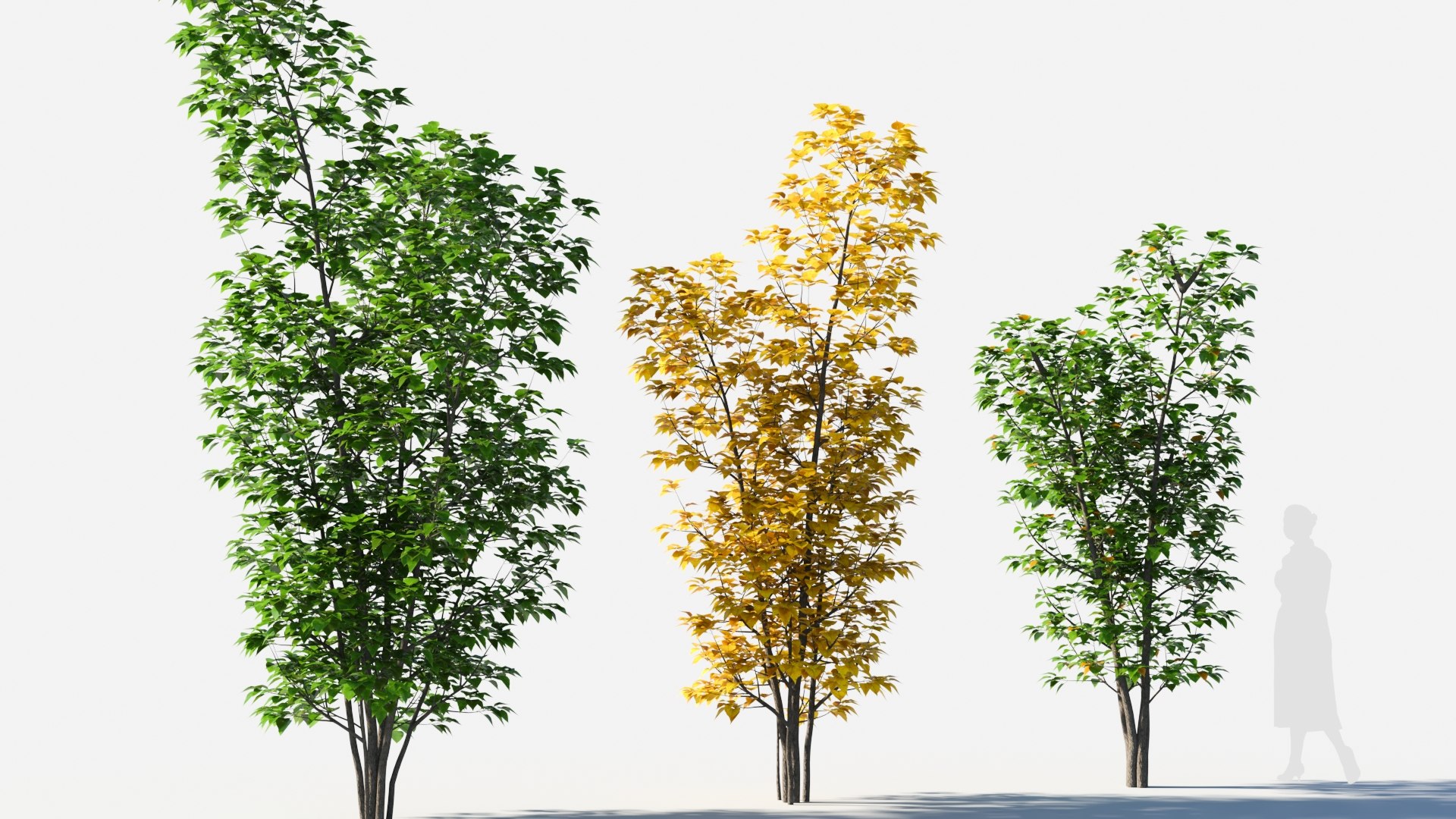 3D Model Populus Balsamifera Tree-3 - TurboSquid 2085082