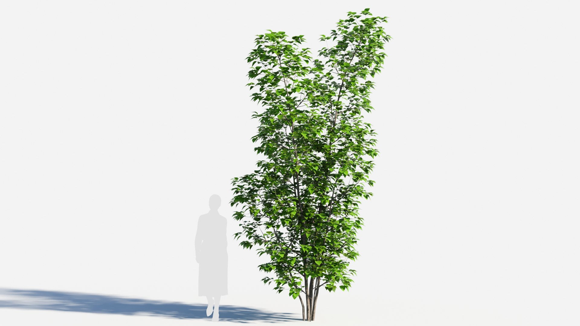 3D Model Populus Balsamifera Tree-3 - TurboSquid 2085082