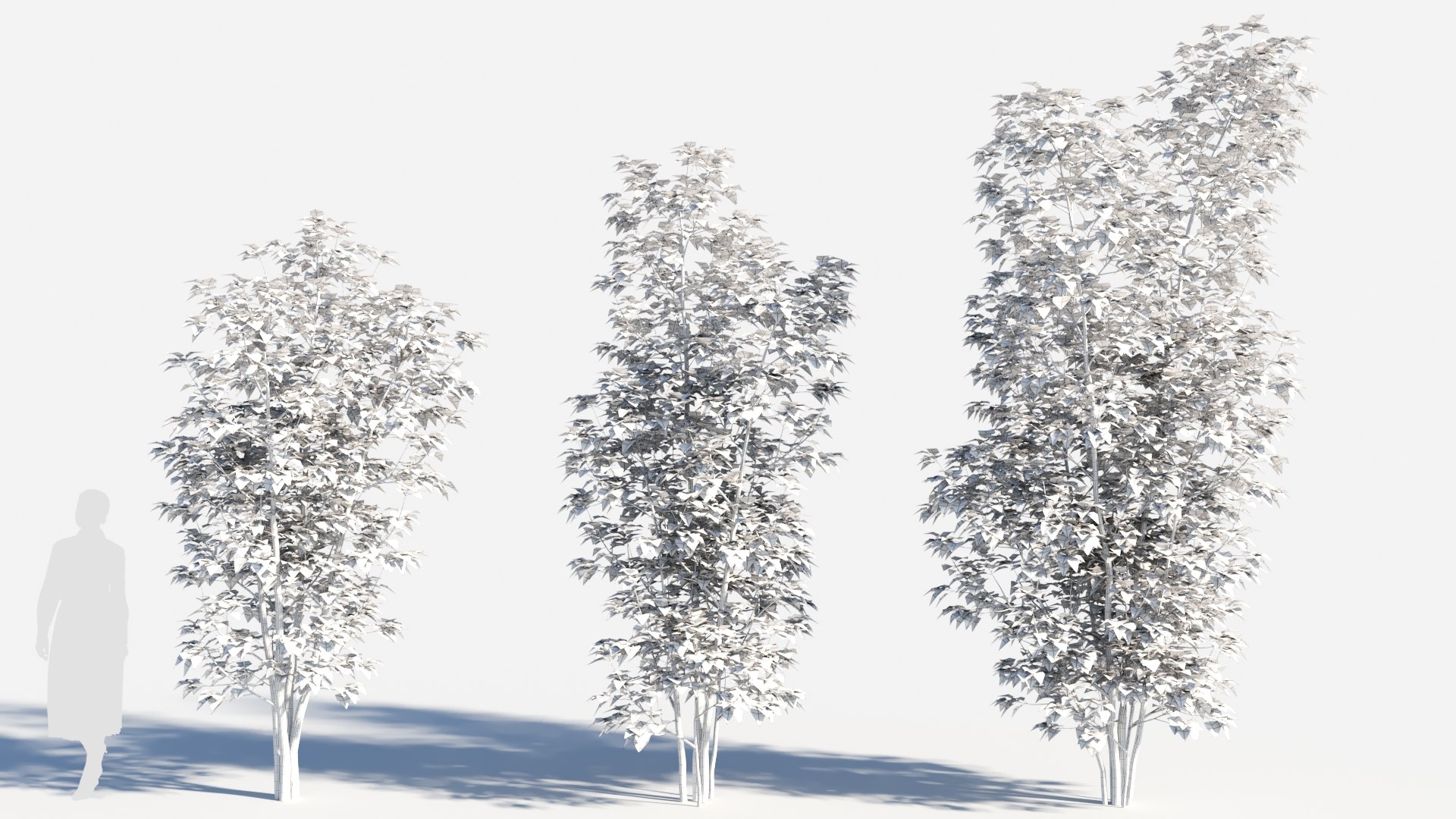3D Model Populus Balsamifera Tree-3 - TurboSquid 2085082