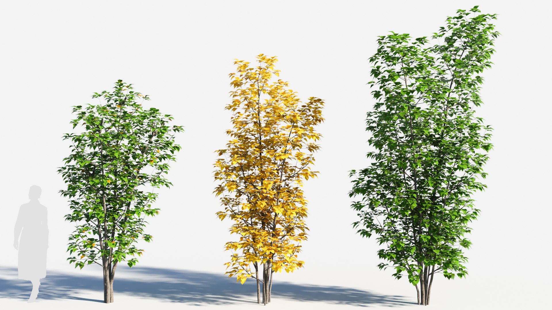 3D Model Populus Balsamifera Tree-3 - TurboSquid 2085082