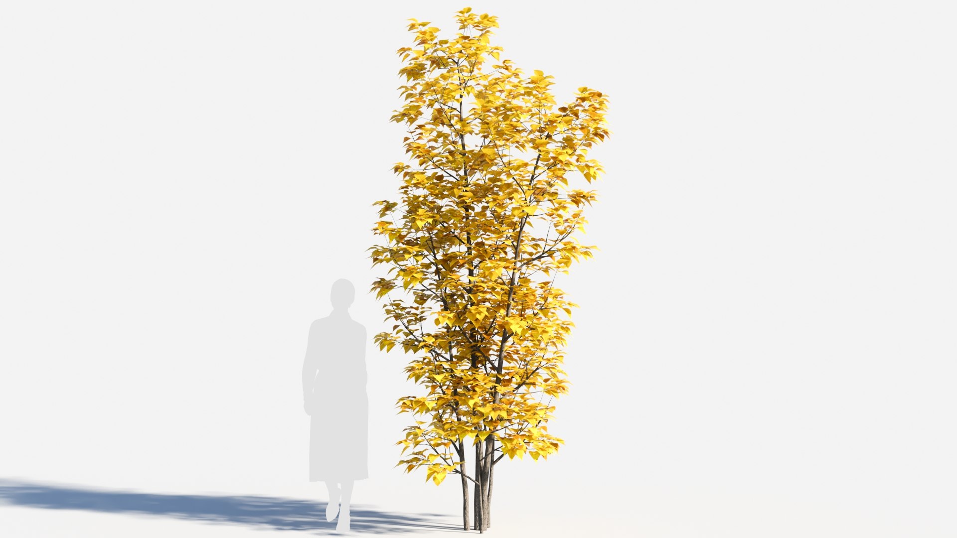3D Model Populus Balsamifera Tree-3 - TurboSquid 2085082