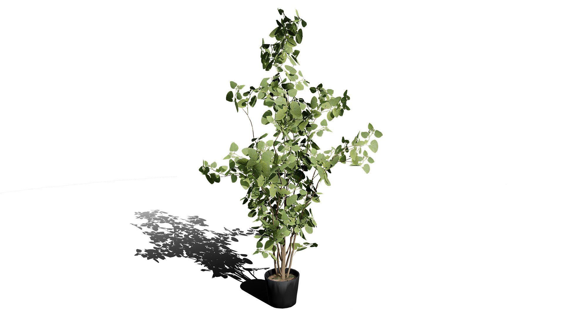 Realistic Eucalyptus Bush With Seed Pods 3D Model - TurboSquid 2360007