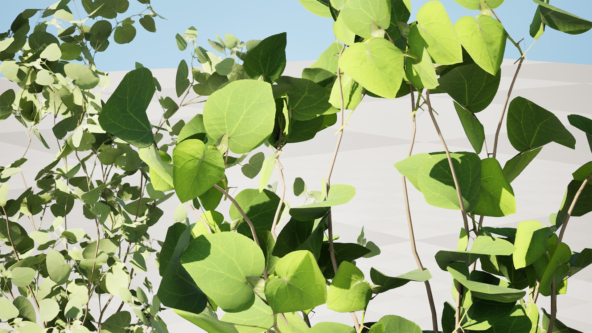 Realistic Eucalyptus Bush With Seed Pods 3D Model - TurboSquid 2360007
