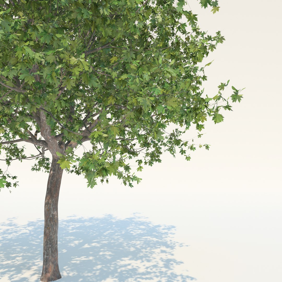 3D Maple Model - TurboSquid 1720519