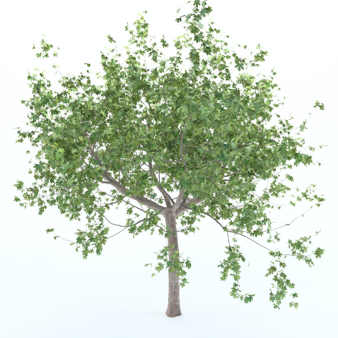 3D Maple Model - TurboSquid 1720519
