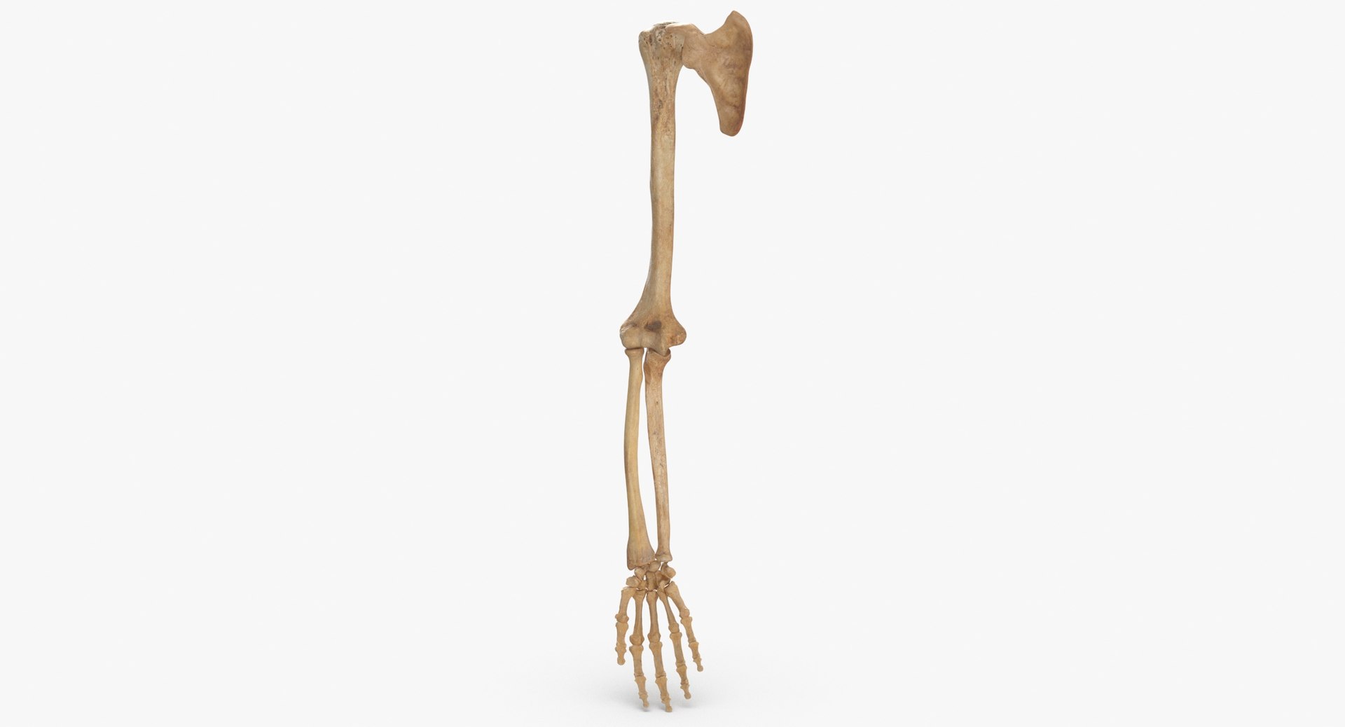 Real human arm scapula model - TurboSquid 1627302