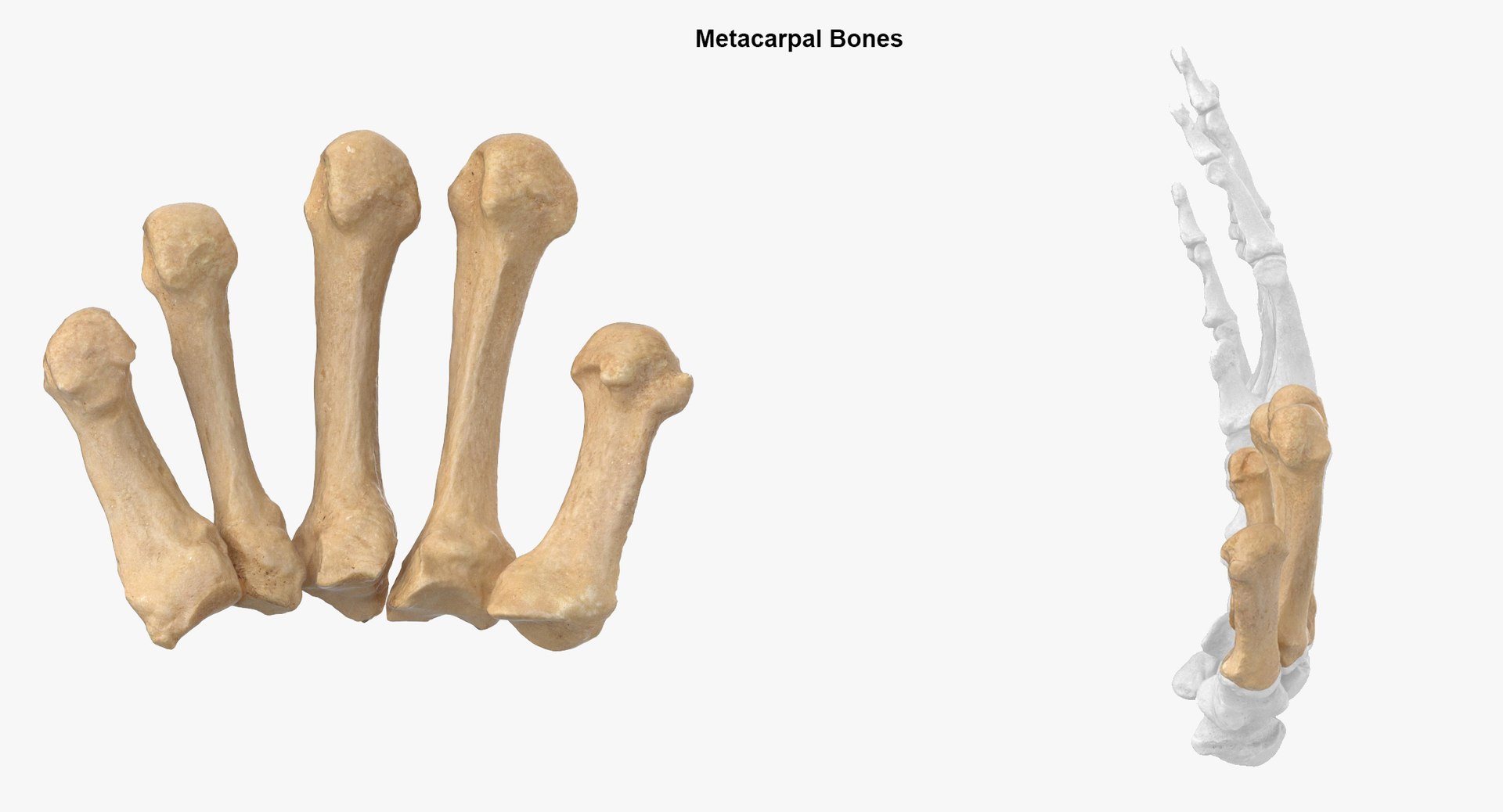 Real Human Arm Scapula Model Turbosquid 1627302