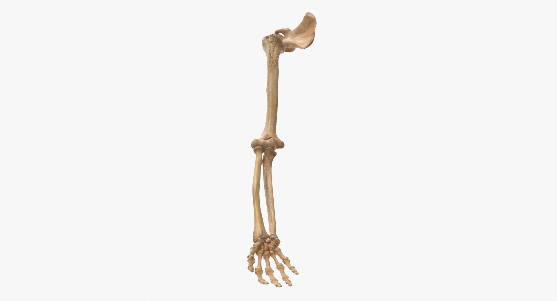 Real human arm scapula model - TurboSquid 1627302