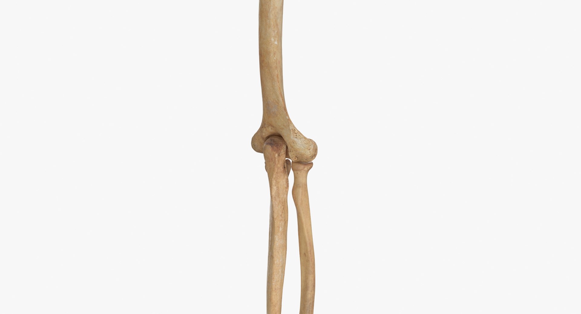 Real human arm scapula model - TurboSquid 1627302