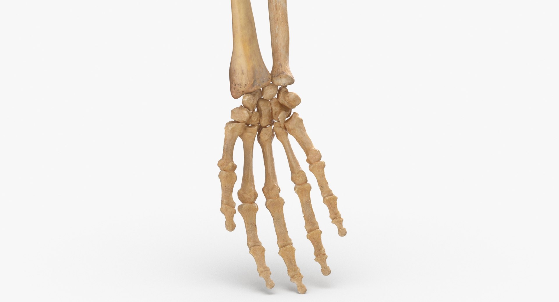 Real human arm scapula model - TurboSquid 1627302