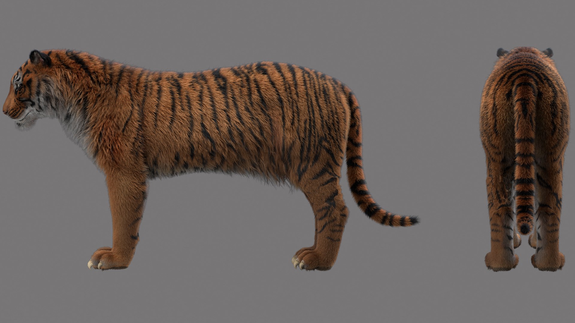 3D Model Tiger - TurboSquid 2276525