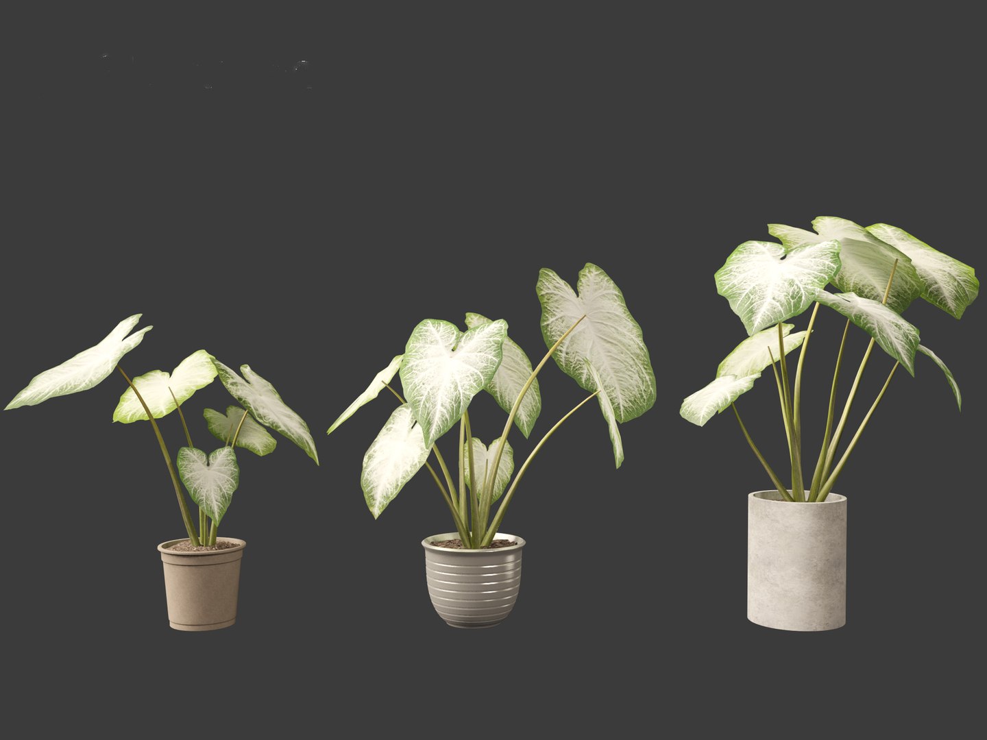 3D Caladium Aaron - Angel Wings - TurboSquid 2125389