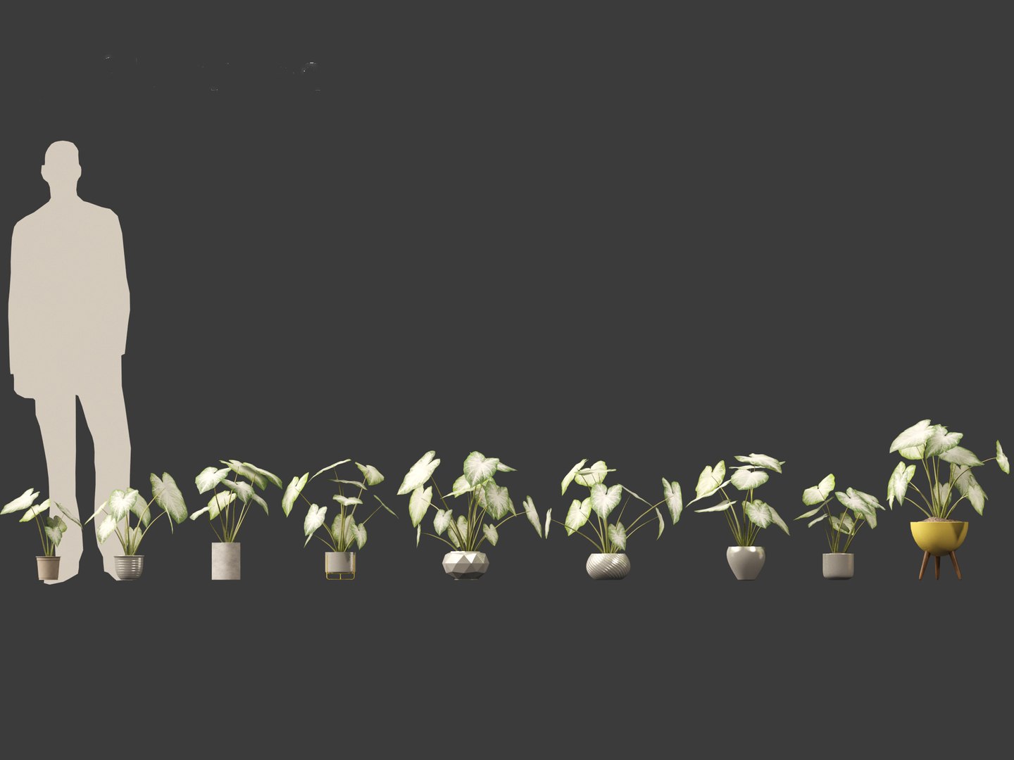 3D Caladium Aaron - Angel Wings - TurboSquid 2125389