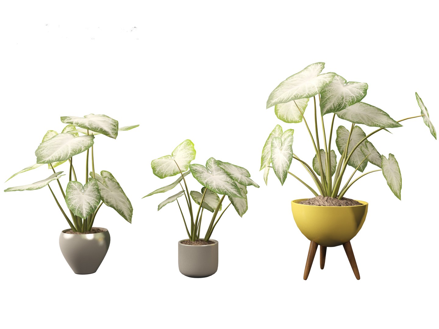 3D Caladium Aaron - Angel Wings - TurboSquid 2125389