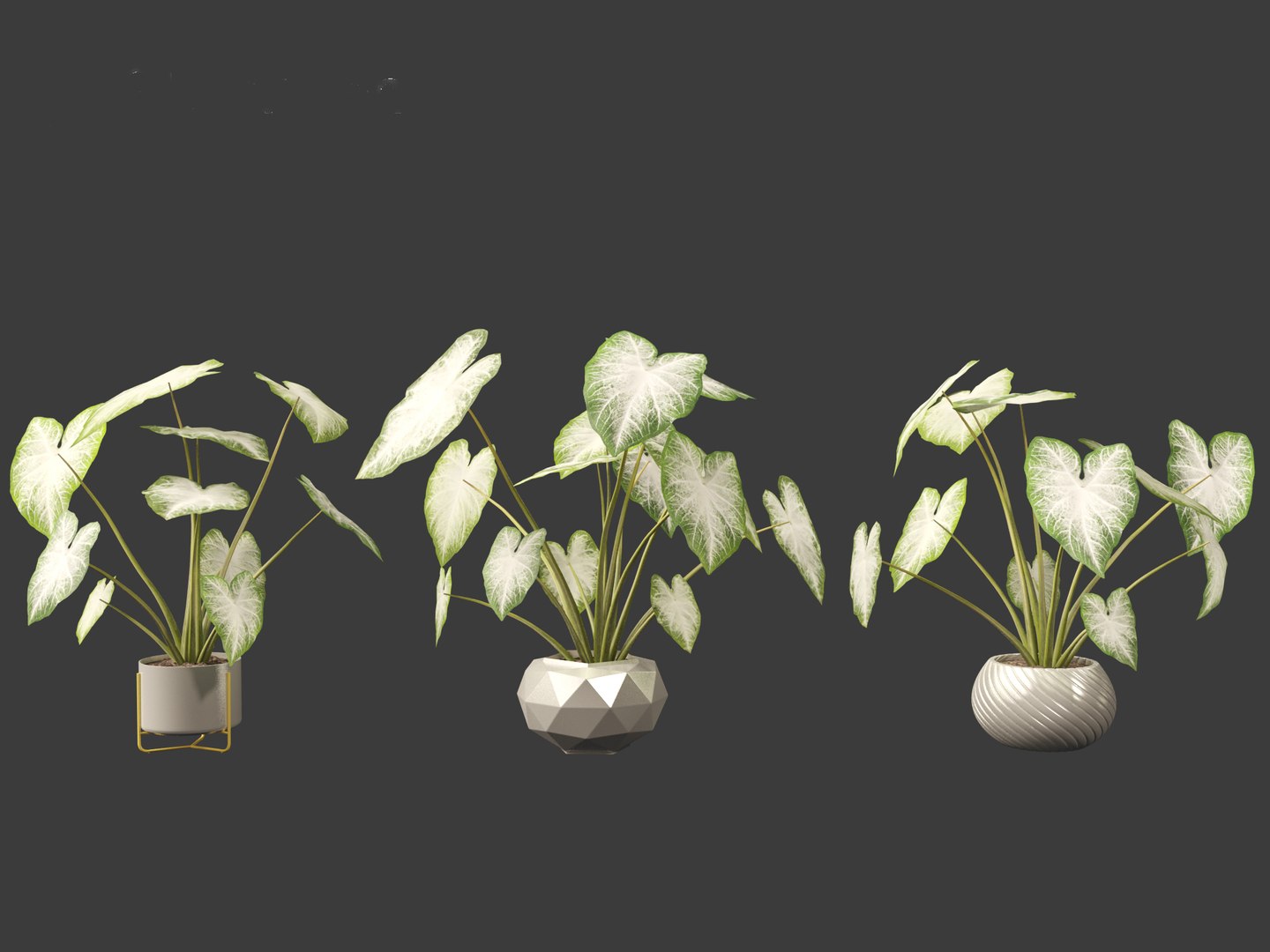 3D Caladium Aaron - Angel Wings - TurboSquid 2125389