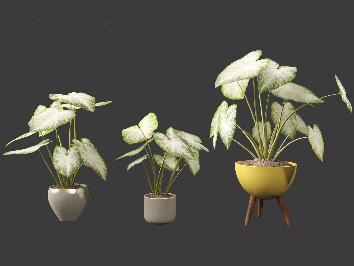 3D Caladium Aaron - Angel Wings - TurboSquid 2125389