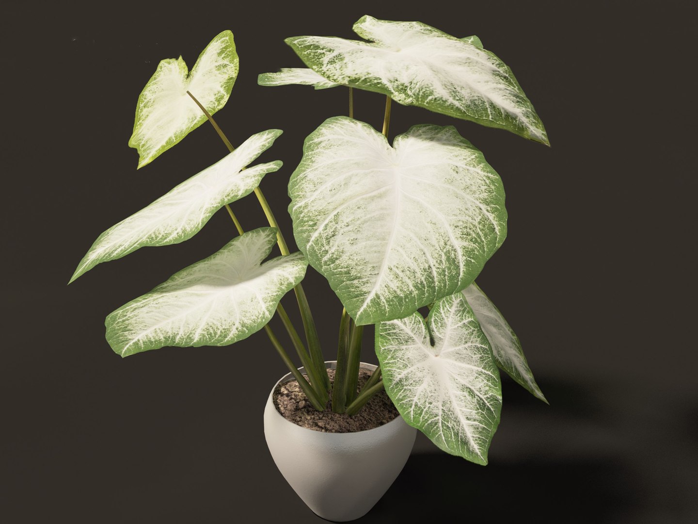 3D Caladium Aaron - Angel Wings - TurboSquid 2125389