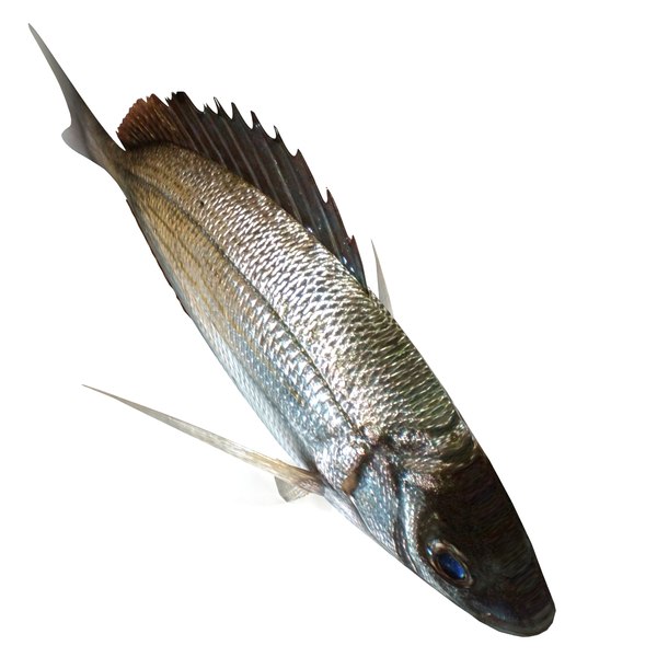 bream sea fish 3d model