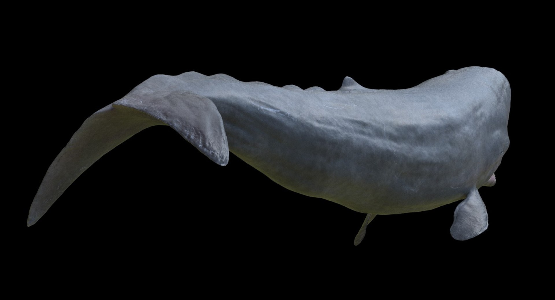 3d Rigged Male Sperm Whale