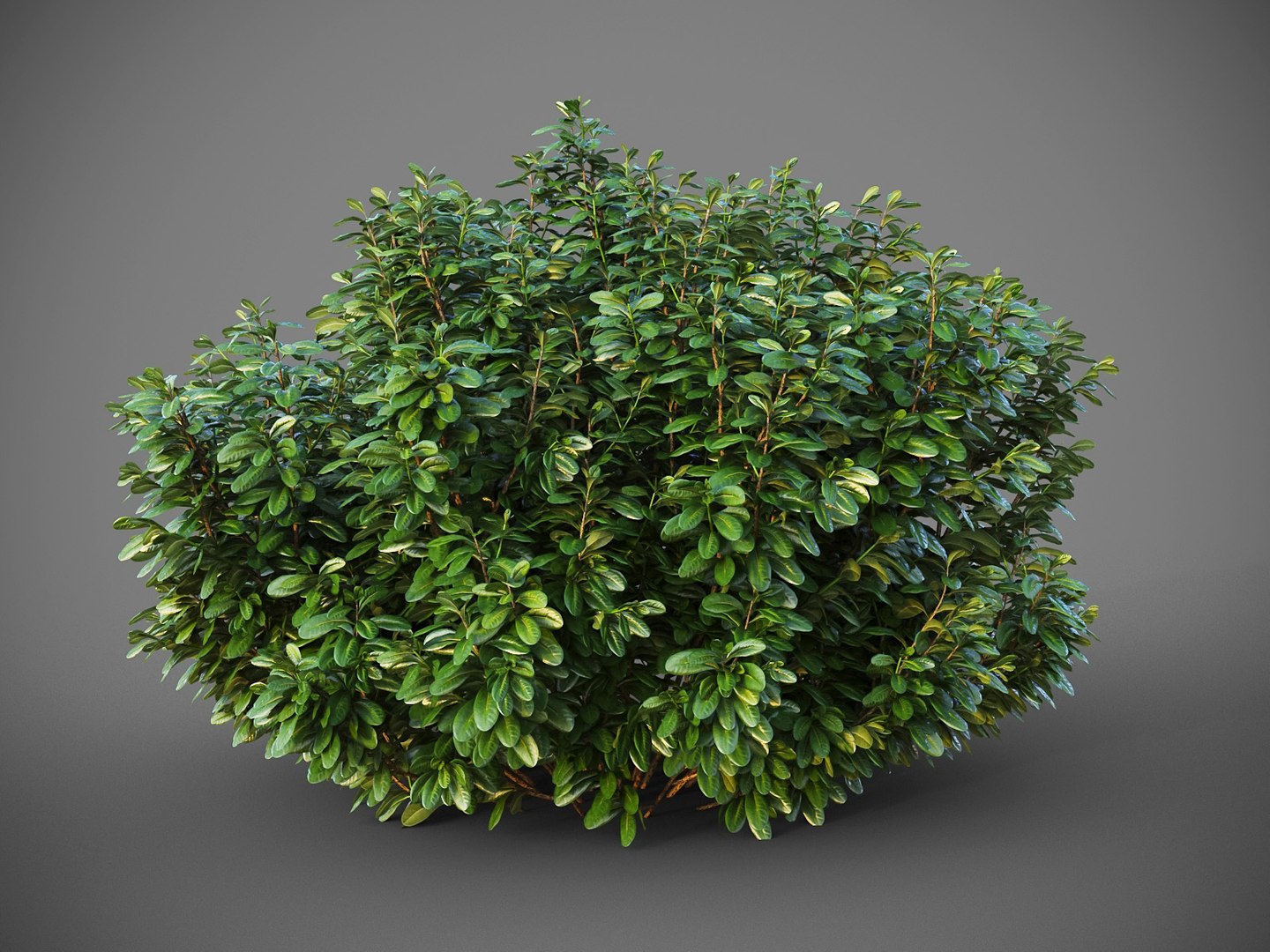 3D XfrogPlants Australian Laurel - Pittosporum Tobira - TurboSquid 1771591