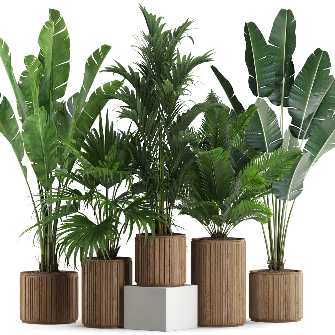 3D Plants Collection 539 Model - TurboSquid 1859570
