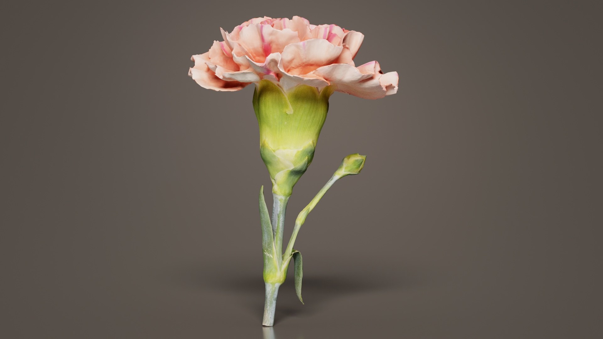 Carnation Clove Pink Dianthus Caryophyllus 2 Remastered 3D Model ...